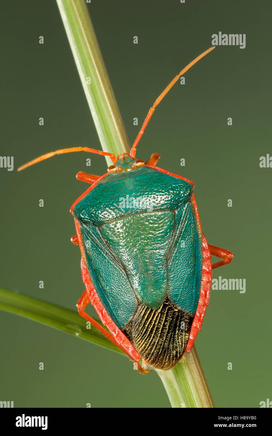 Stink Bug (Edessa rufomarginata) portrait, a true bug of the ...