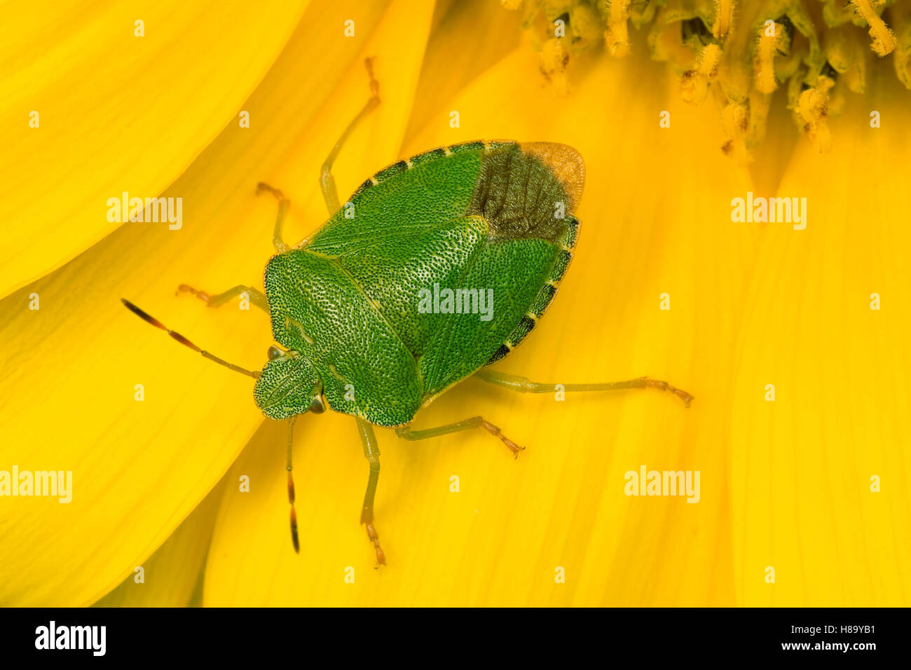 Green Shield Bug (Palomena prasina) portrait, a true bug of the ...