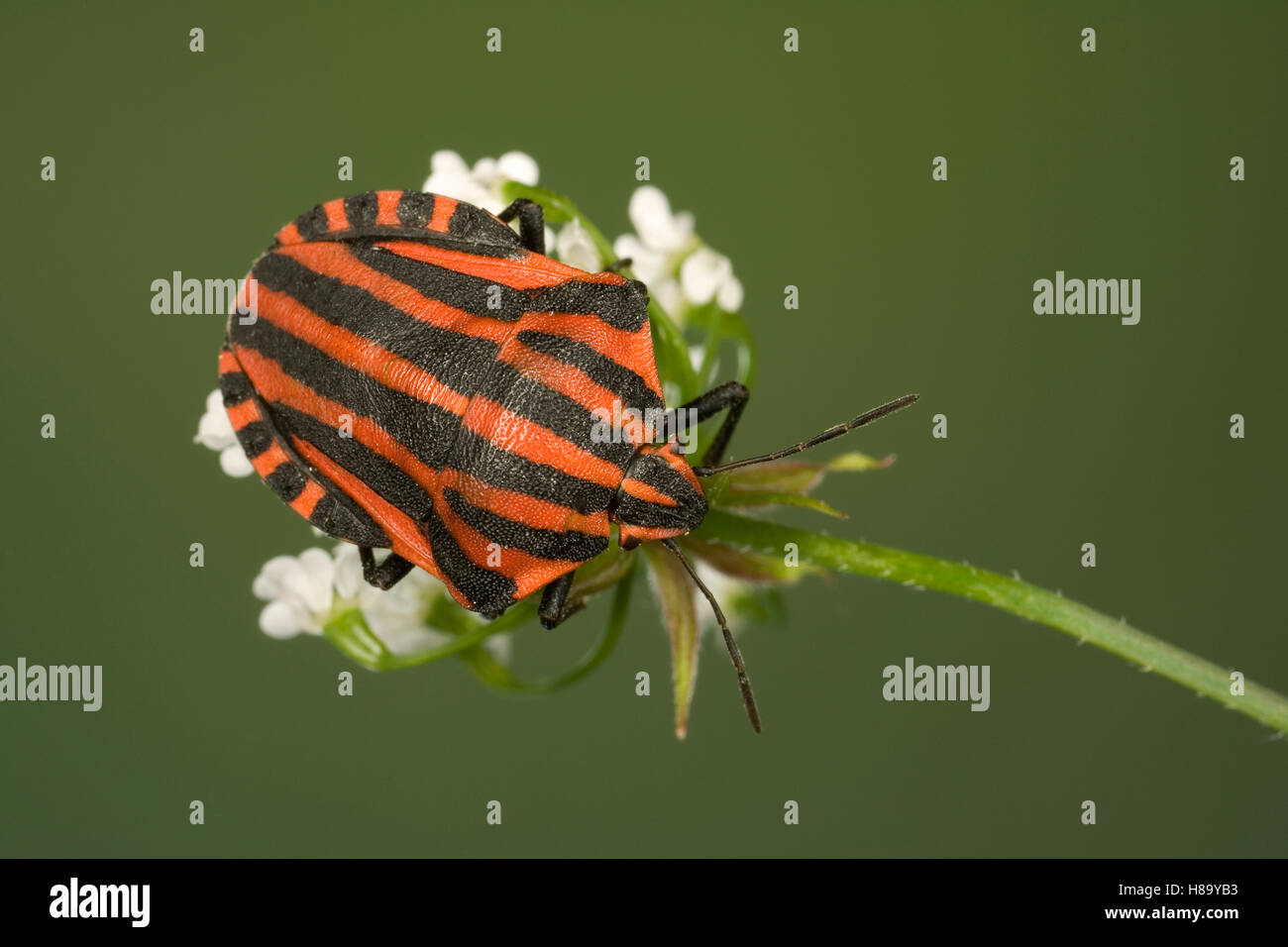 Red and Black Striped Stink Bug (Graphosoma lineatum) portrait, a true ...