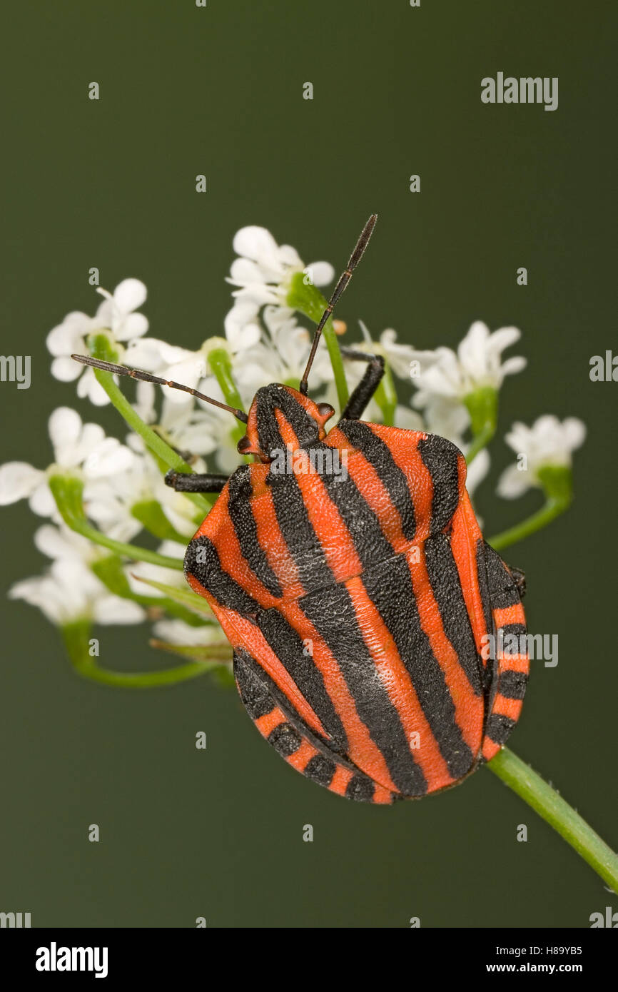 Red and Black Striped Stink Bug (Graphosoma lineatum) portrait, a true ...