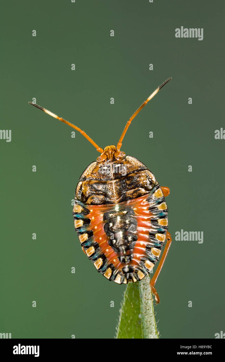 Stink Bug (Pentatomidae) nymph, portrait, a true bug of the Heteroptera ...