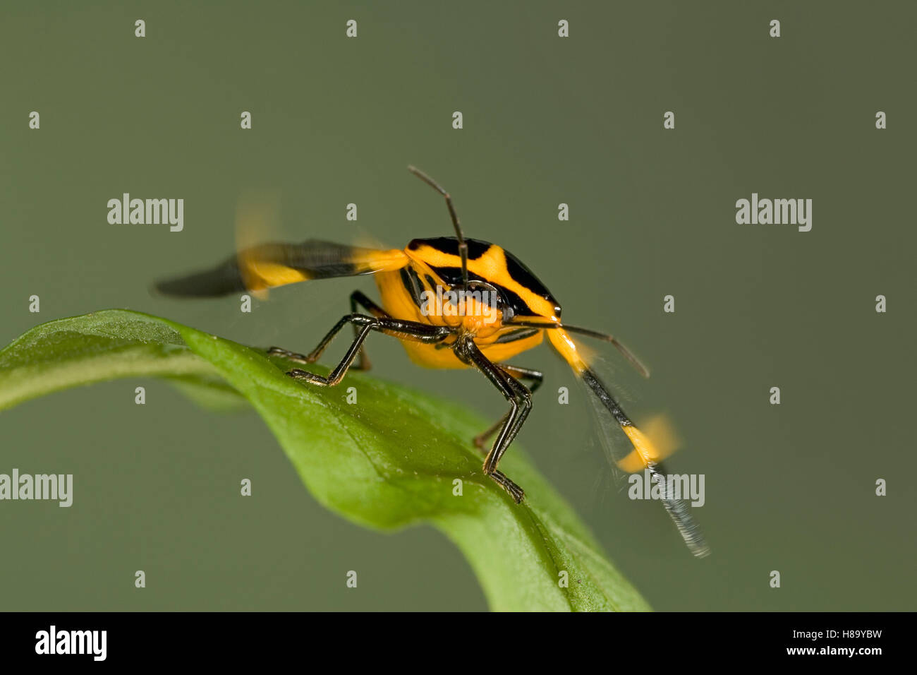 Stink Bug (Arocera apta) flapping its wings, a true bug of the ...