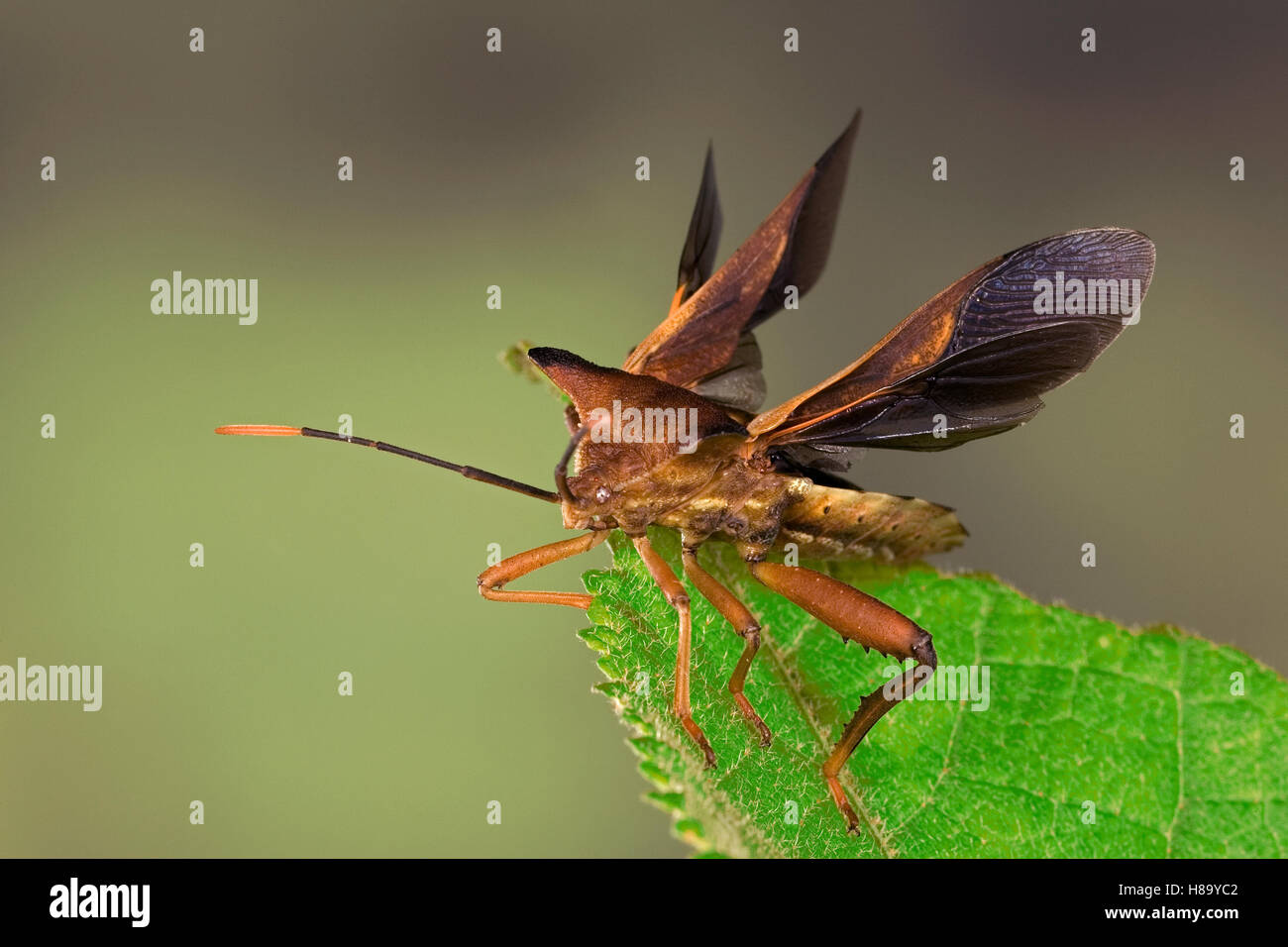 Leaf-footed Bug (Mozena lurida) taking off, a true bug of the ...