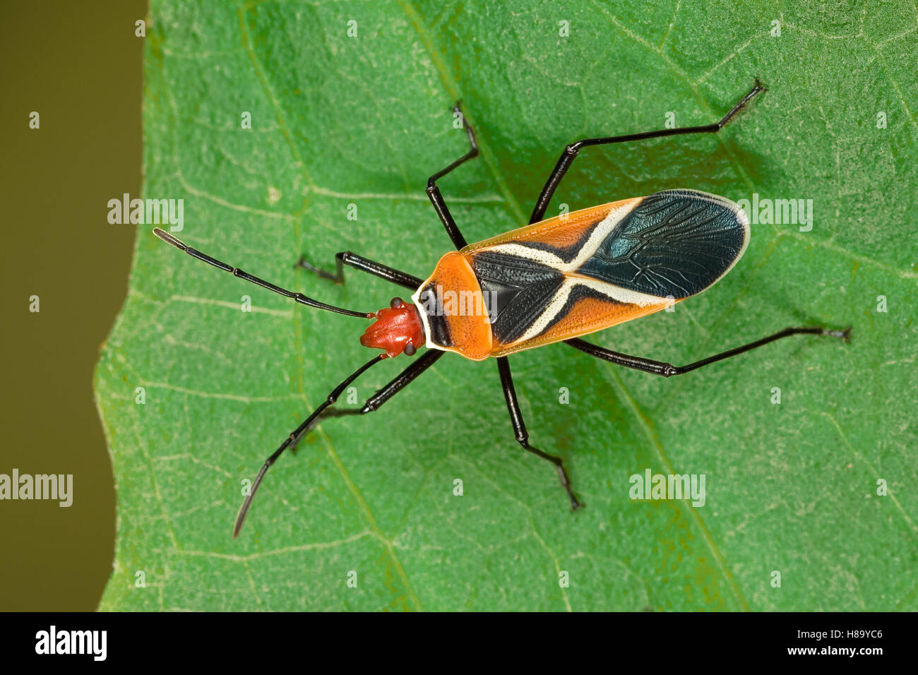 Stainer (Dysdercus sp) on leaf, a true bug of the Heteroptera suborder ...