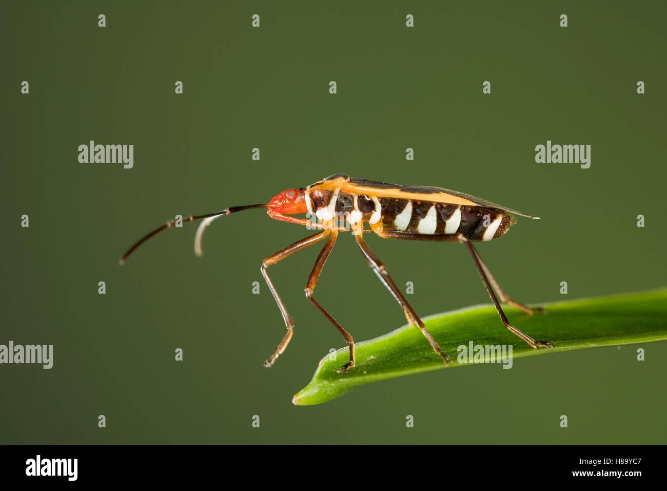 Stainer (Dysdercus sp) on leaf, a true bug of the Heteroptera suborder ...
