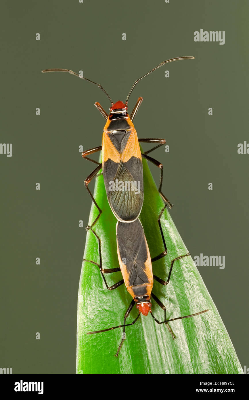 Stainer (Dysdercus sp) pair mating, a true bug of the Heteroptera ...