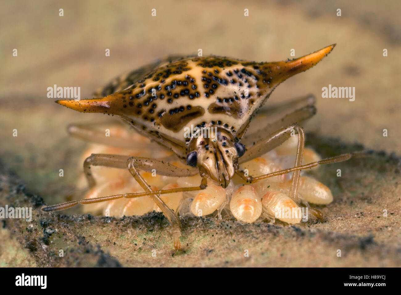 Stink Bug (Pentatomidae) mother sheilding newborn babies, a true bug of ...