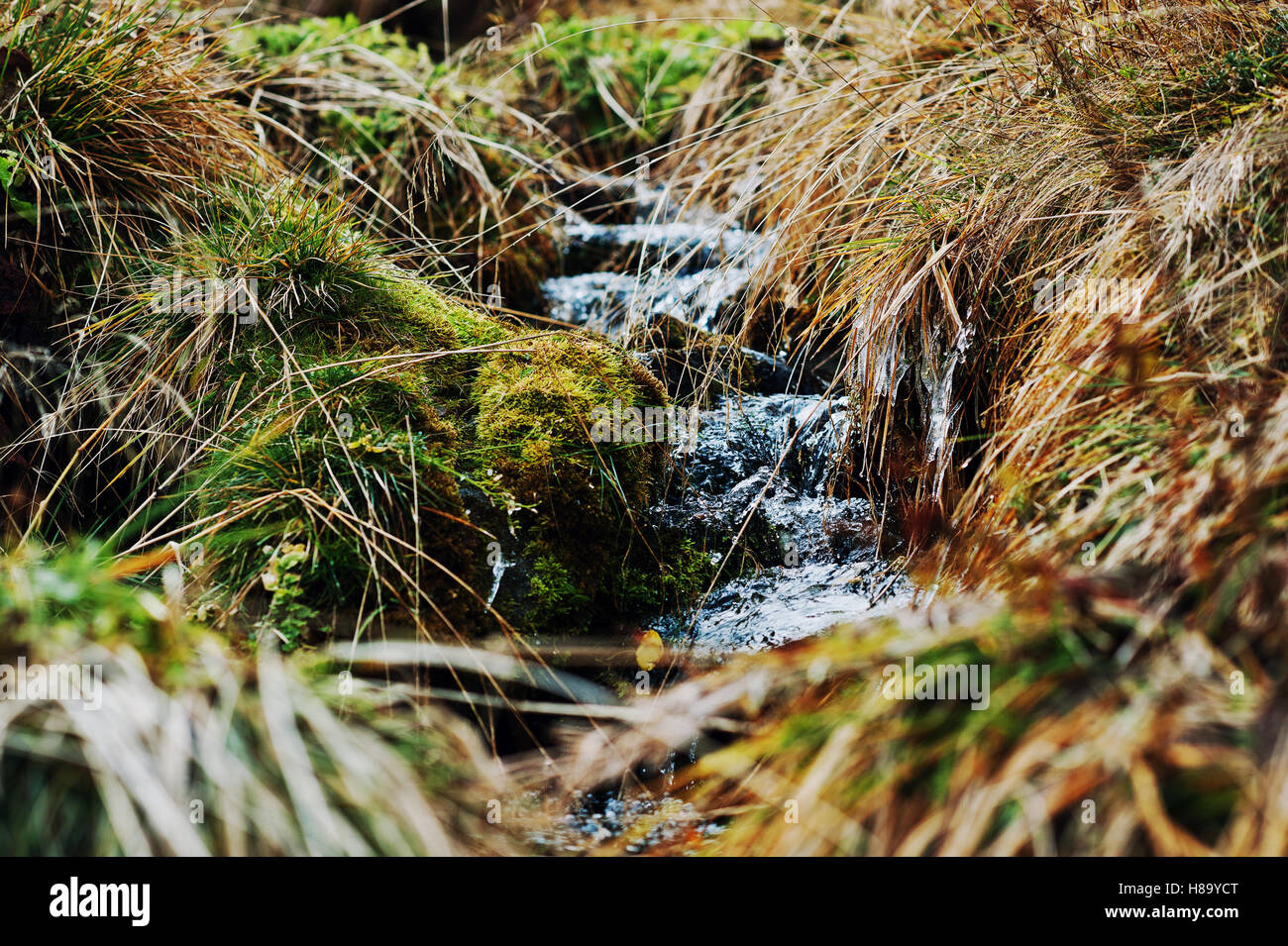 Small forest stream with frozen grass and moss Stock Photo - Alamy