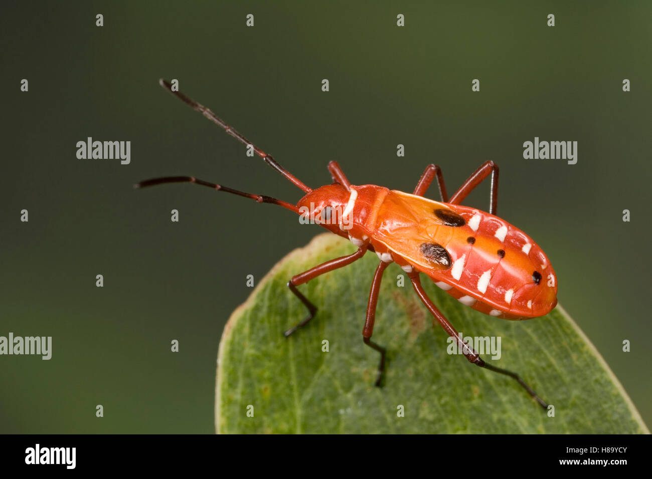 Stainer (Dysdercus sp) nymph, a true bug of the Heteroptera suborder ...