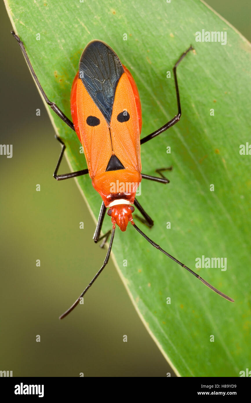 Stainer (Dysdercus sp) adult, a true bug of the Heteroptera suborder ...