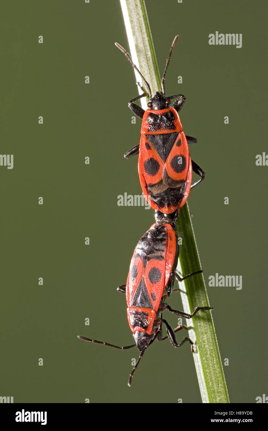 Fire Bug (Pyrrhocoris apterus) pair mating, a true bug of the ...