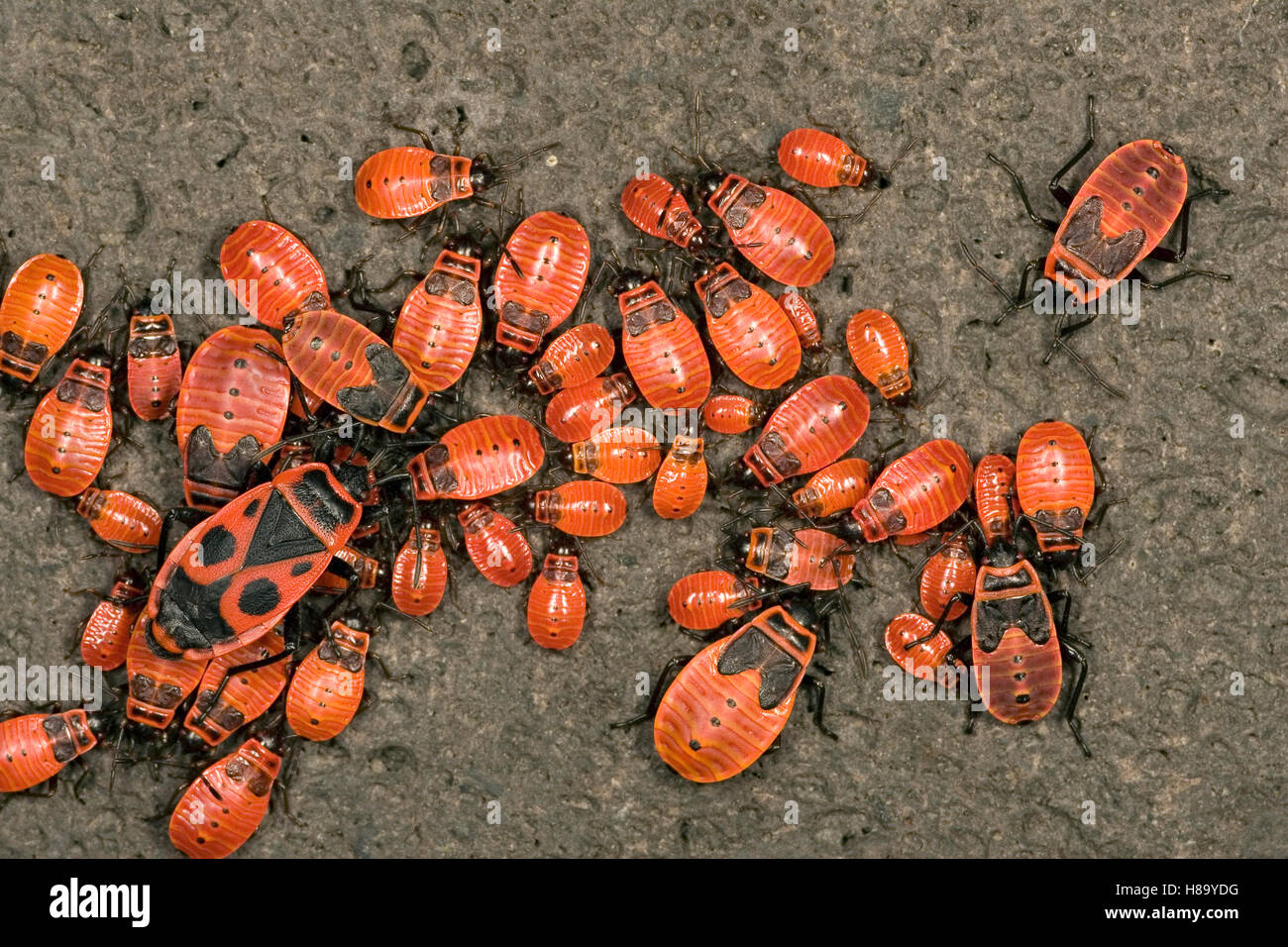 Fire Bug (Pyrrhocoris apterus) mixed group of nymphs and adults, a true ...