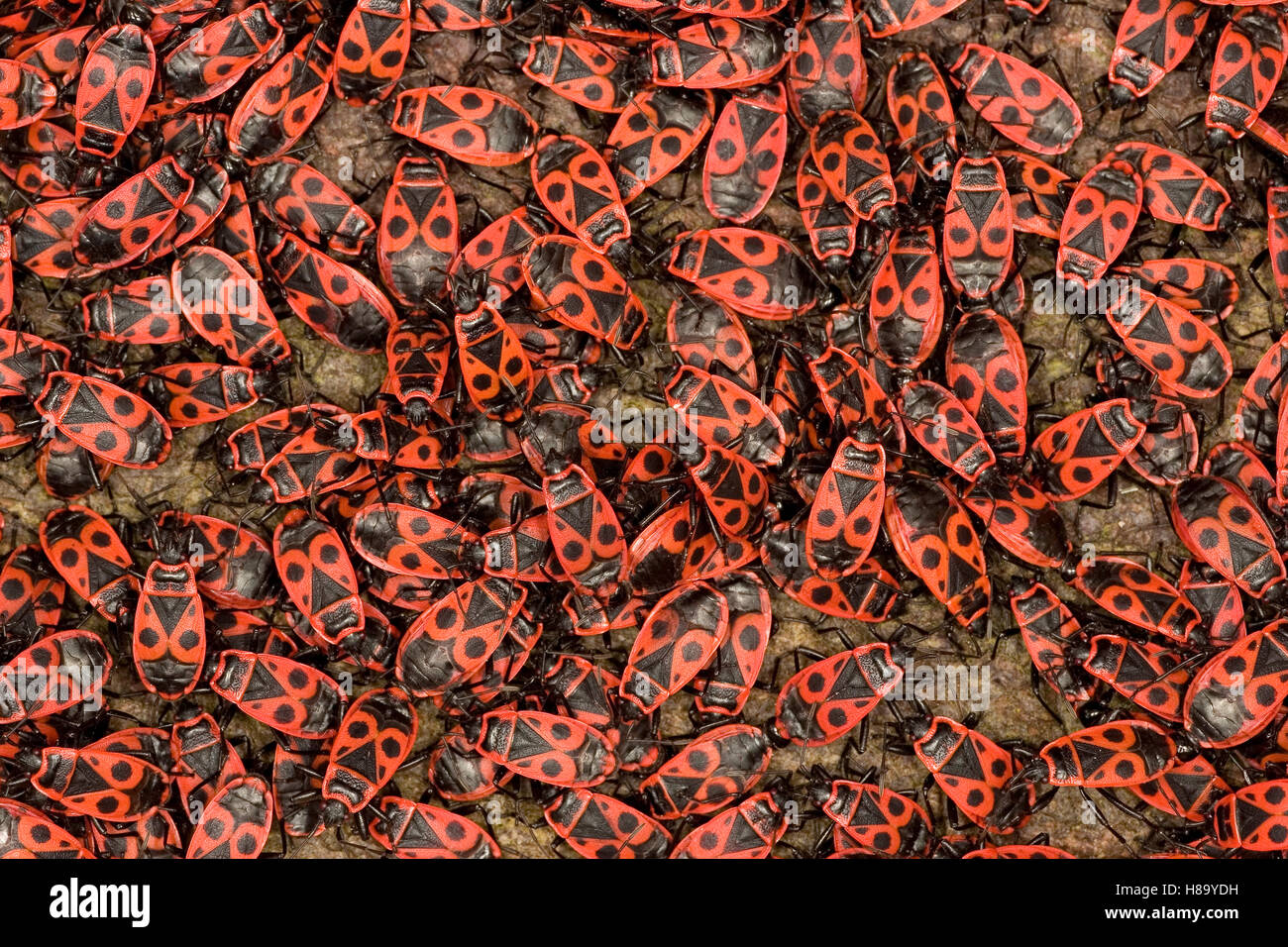 Fire Bug (Pyrrhocoris apterus) mass mating, a true bug of the ...