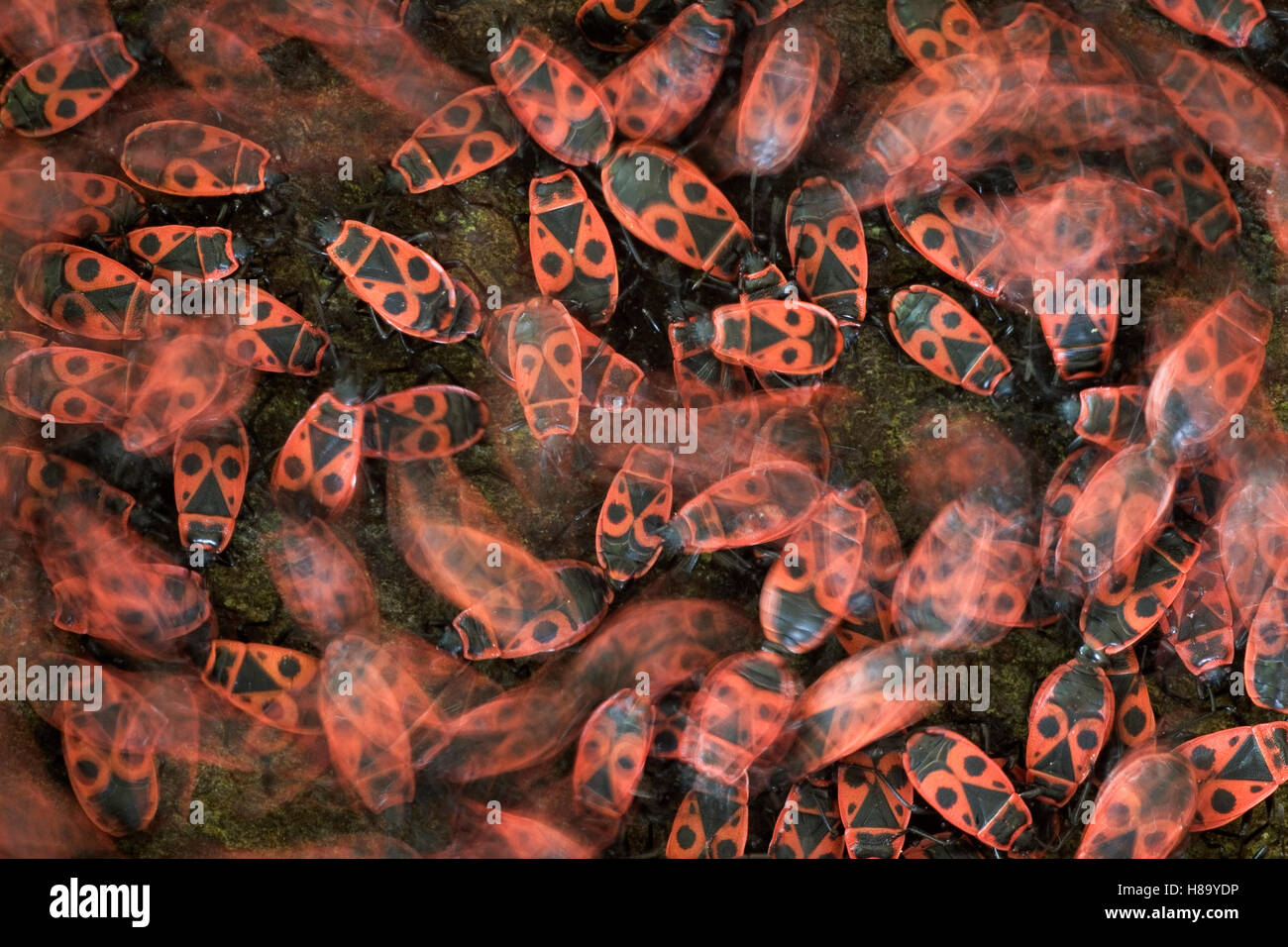 Fire Bug (Pyrrhocoris apterus) mass mating, a true bug of the ...