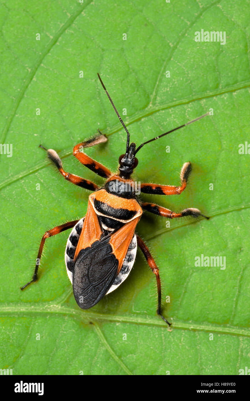 Assassin Bug (Apiomerus pictipes) a true bug of the Heteroptera ...