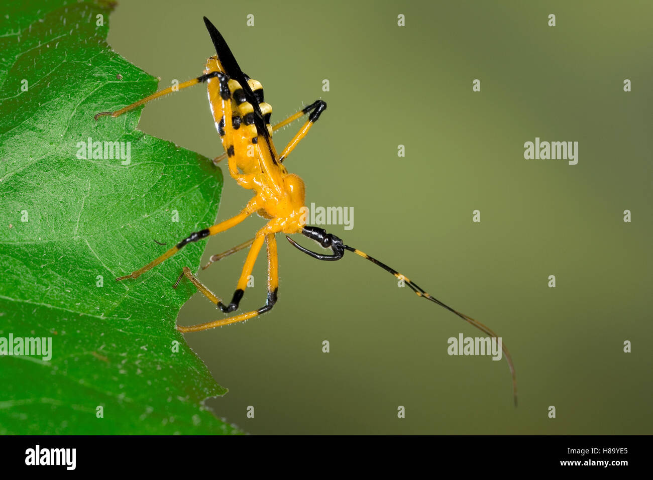 Assassin Bug (Reduviidae) a true bug of the Heteroptera suborder ...