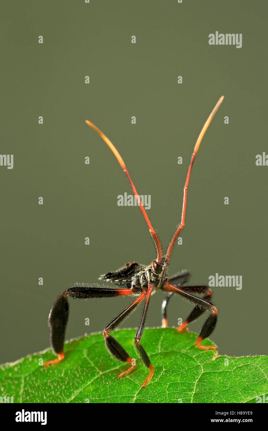 Leaf-footed Bug (Acanthocephala sp) nymph, a true bug of the ...