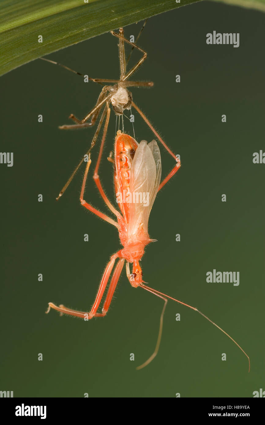 Assassin Bug (Heza sp) emerging from molted carapace, a true bug of the ...