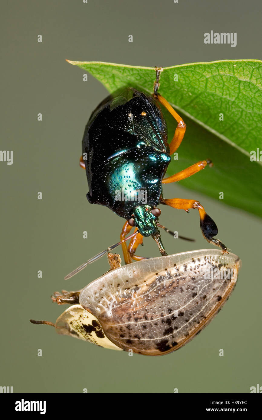 Predatory Stink Bug (Stiretrus anchorago) eating Chrysomelid Beetle ...