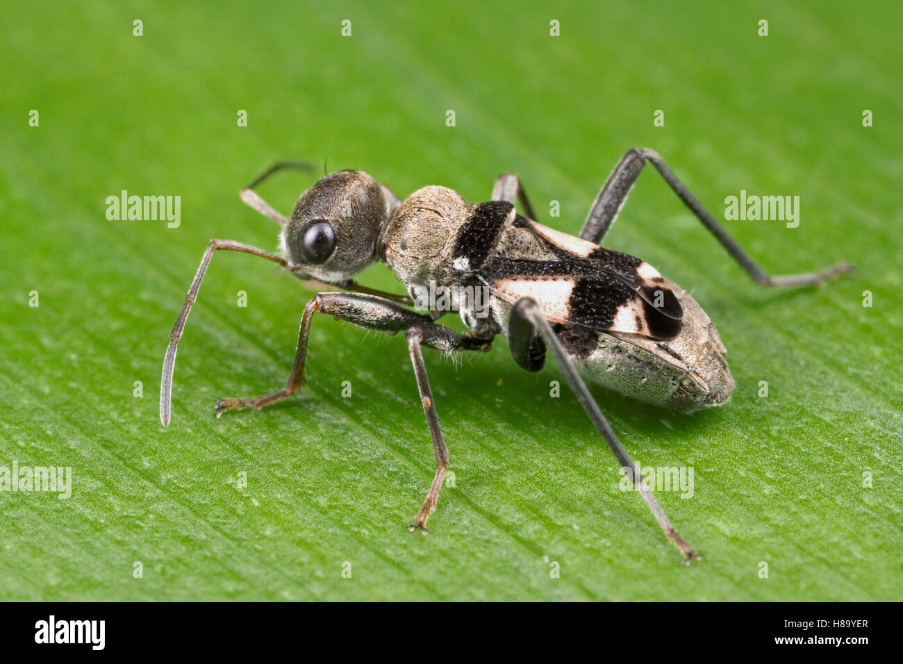 True Bug (Arhaphe deviatica) mimicking ant, a true bug of the ...