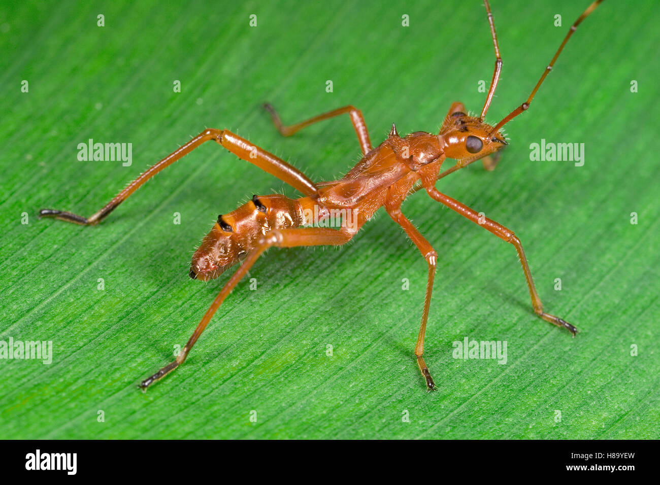 Ant-mimic Bug (Hyalymenus sp) nymph mimicking ant, a true bug of the ...