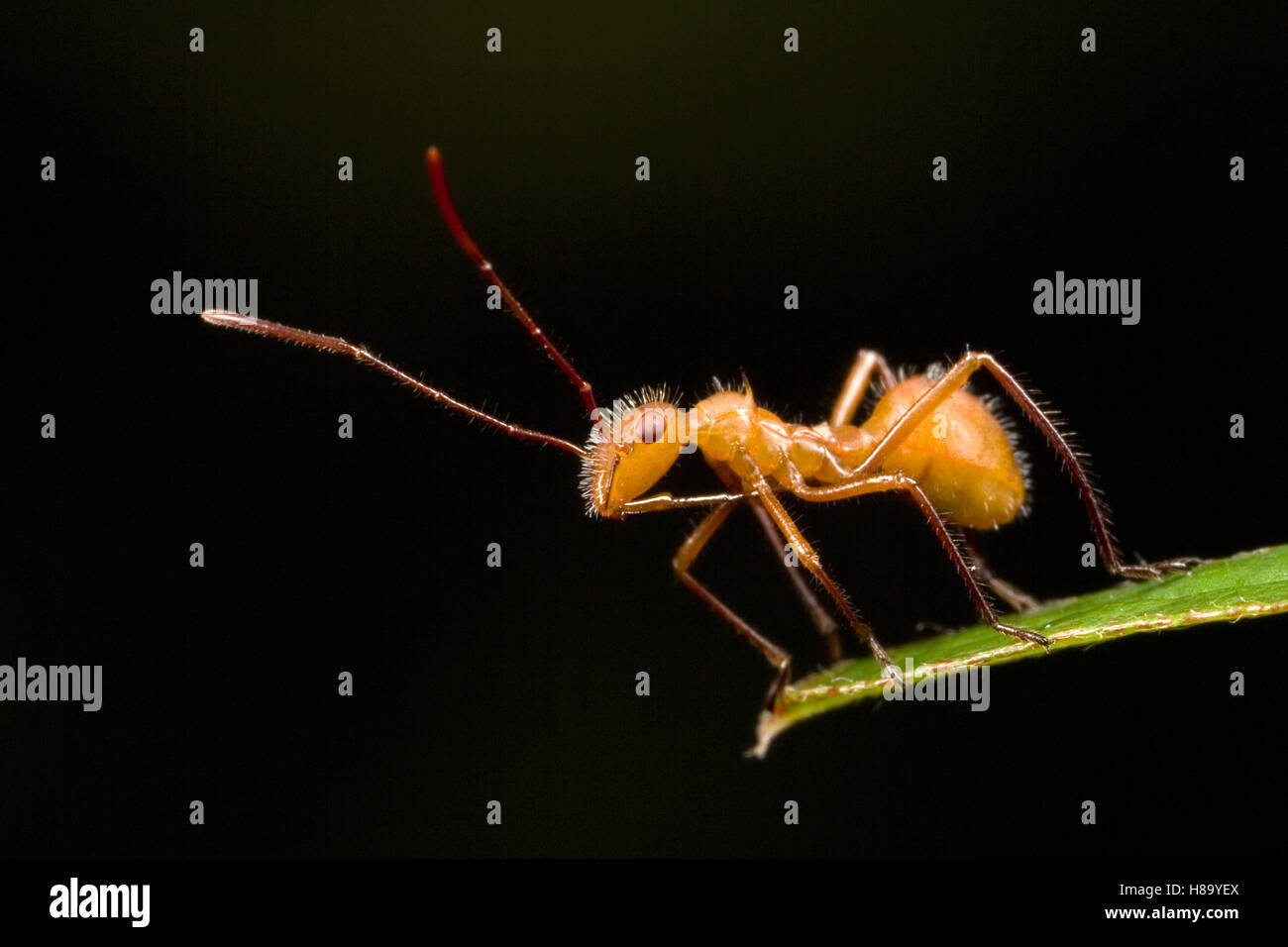 Ant-mimic Bug (Hyalymenus sp) nymph mimicking ant, a true bug of the ...