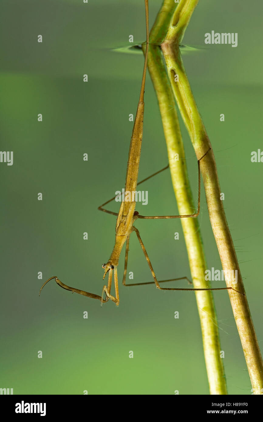 Water Stick Insect (Ranatra linearis) waiting for prey, a true bug of ...