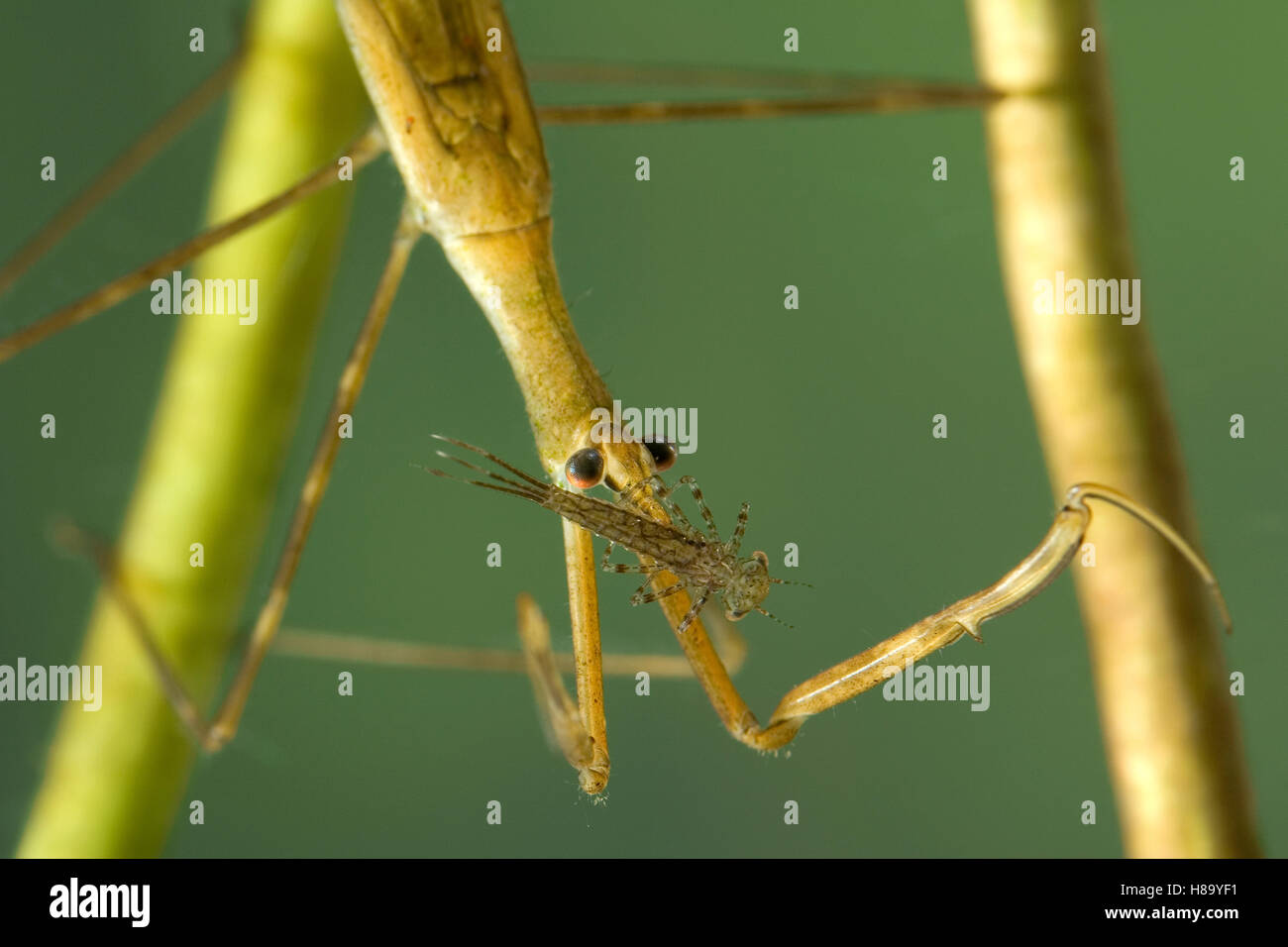 Water Stick Insect (Ranatra linearis) eating Fly larva prey, a true bug ...