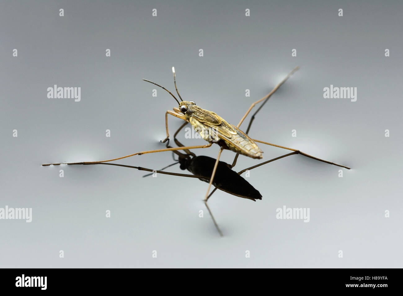 Pond Skater (Gerris sp) using surface tension to walk on water, a true ...