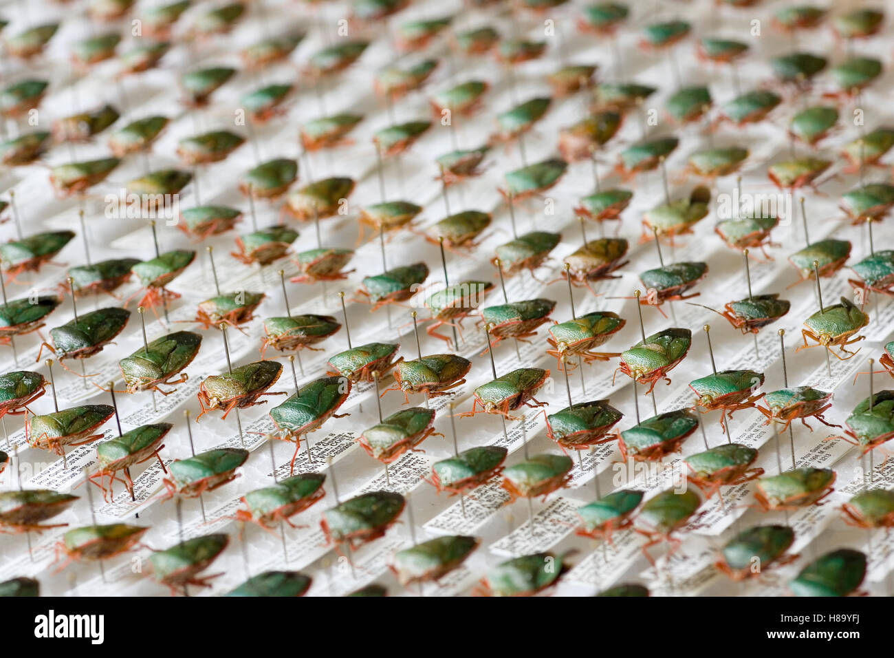 Stink Bug (Edessa rufomarginata) specimens at INBio, San Jose, Costa ...