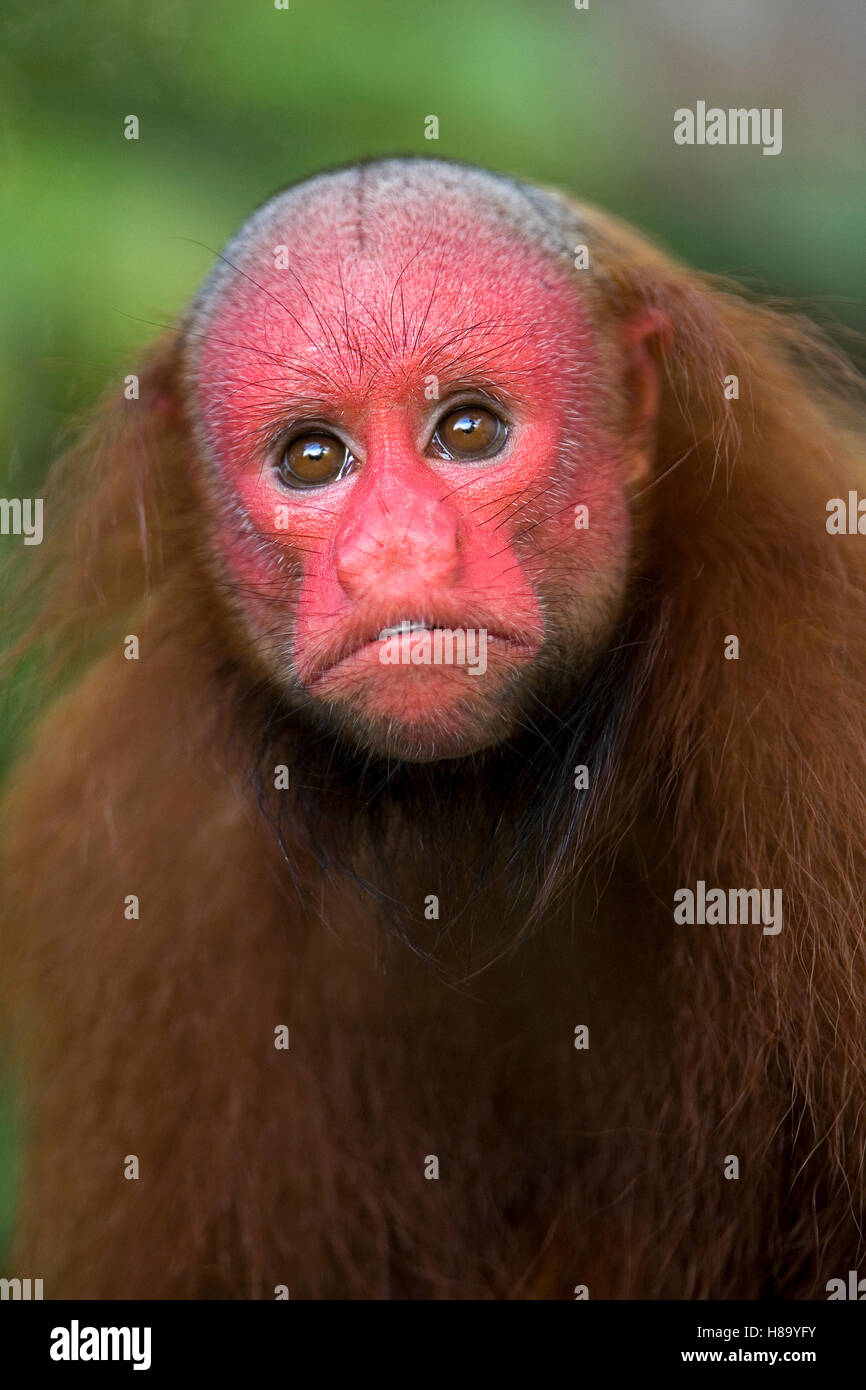 Red Uakari (Cacajao calvus) female, Amazon Ecosystem, Brazil Stock ...