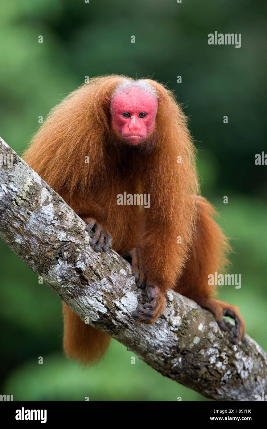 Red Uakari (Cacajao calvus) male, Amazon Ecosystem, Brazil Stock Photo ...