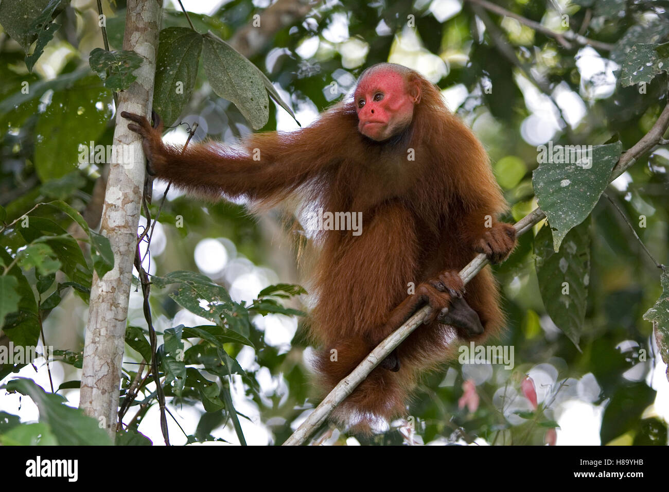 Red Uakari (Cacajao calvus) female in tree, Amazon Ecosystem, Brazil ...