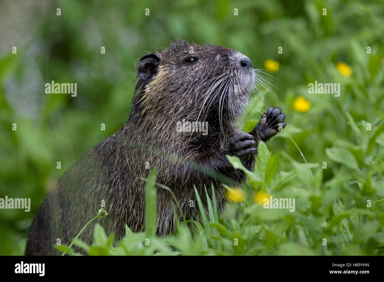 Nutria (Myocastor coypus) foraging, native to South America Stock Photo ...