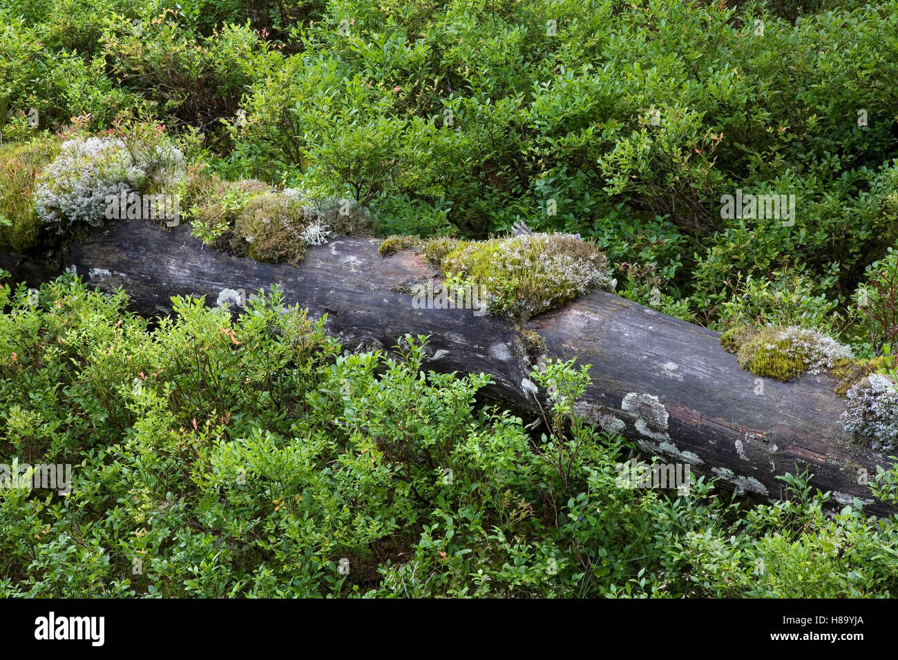 Decaying log in old growth forest, Austria Stock Photo - Alamy