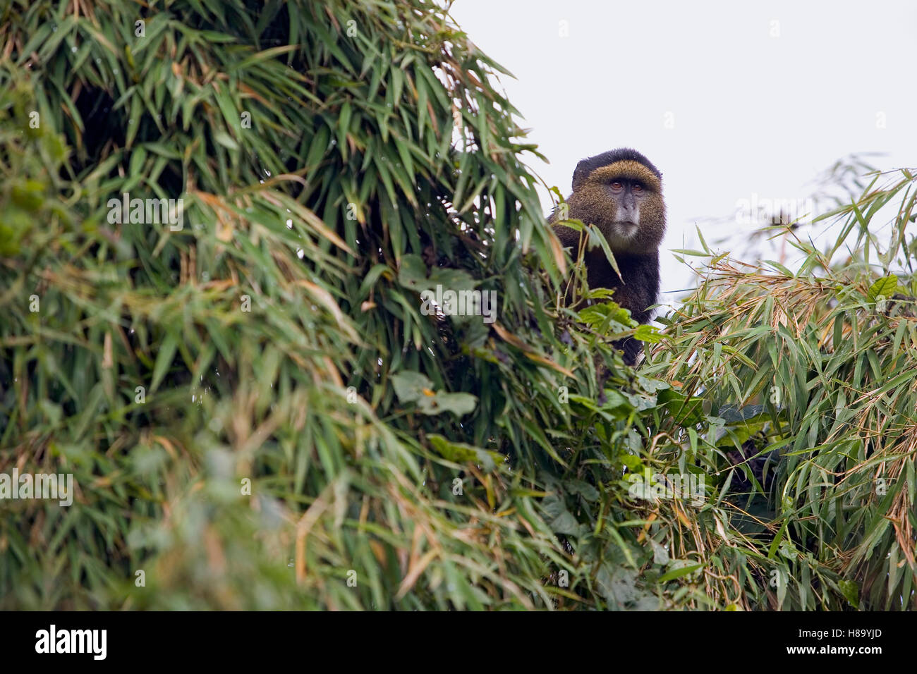 Blue Monkey (Cercopithecus mitis) in tree tops, Parc National des ...