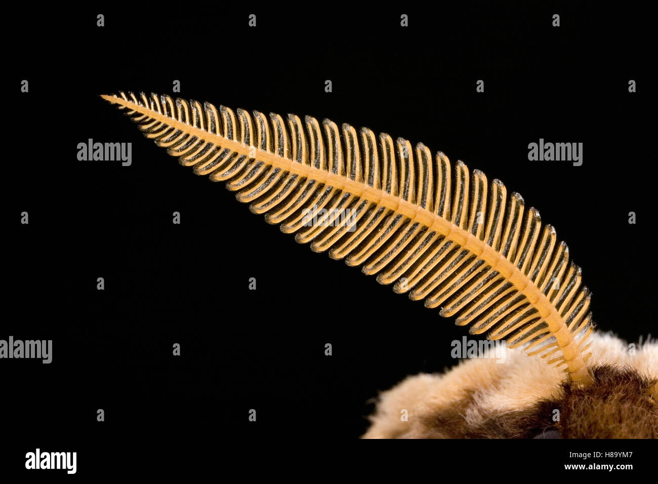 Giant Peacock Moth (Saturnia pyri) antenna, Europe Stock Photo - Alamy