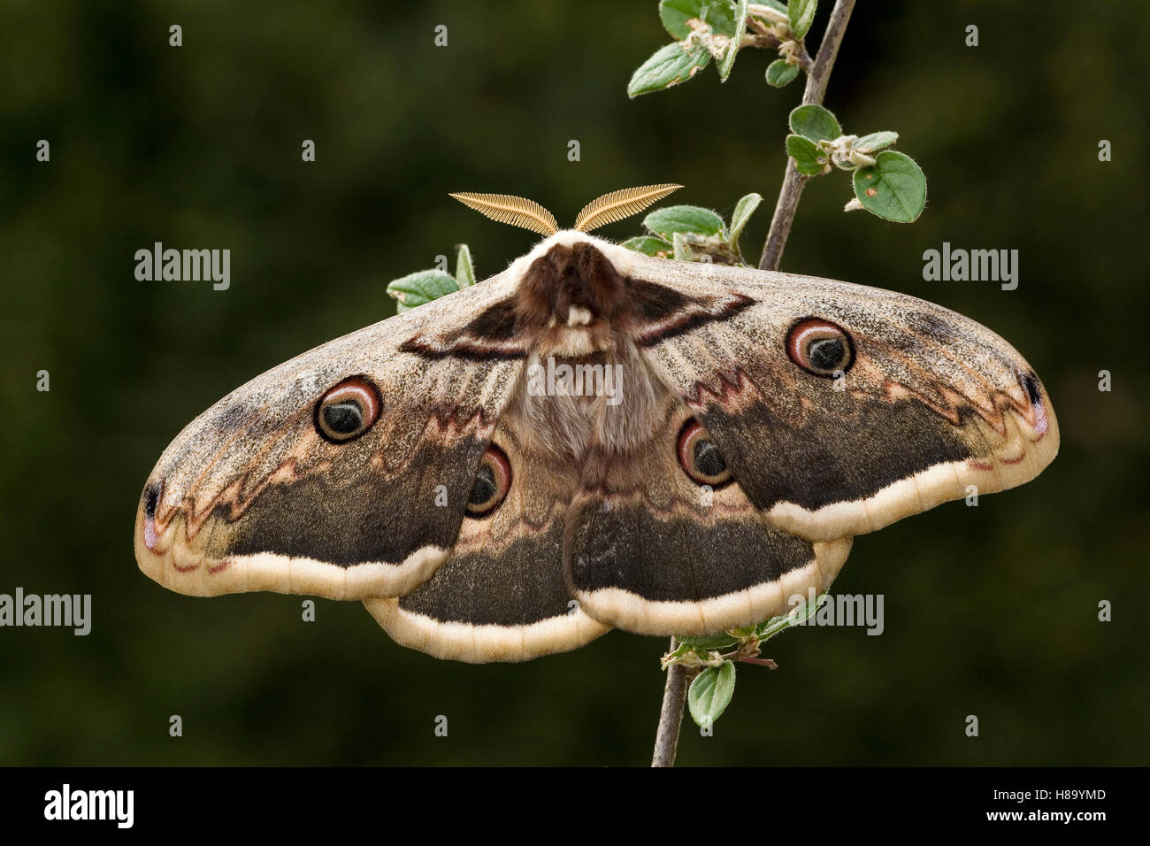 Giant Peacock Moth (Saturnia pyri) with false eyespots, Europe Stock ...