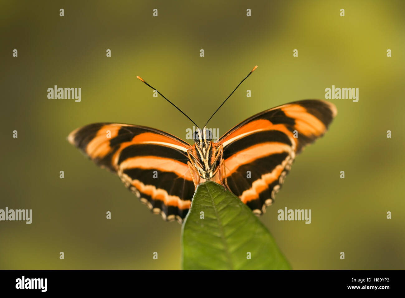 Banded Orange Heliconian (Dryadula phaetusa) butterfly, native to ...