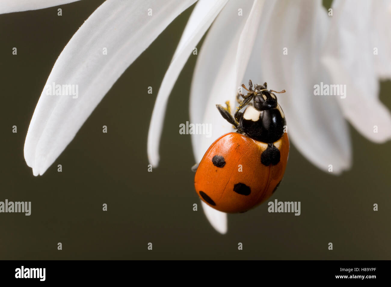 Ladybug (Coccinellidae) on flower petal, Germany Stock Photo - Alamy