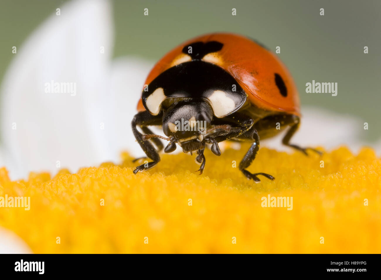 Ladybug (Coccinellidae) on flower, Germany Stock Photo - Alamy