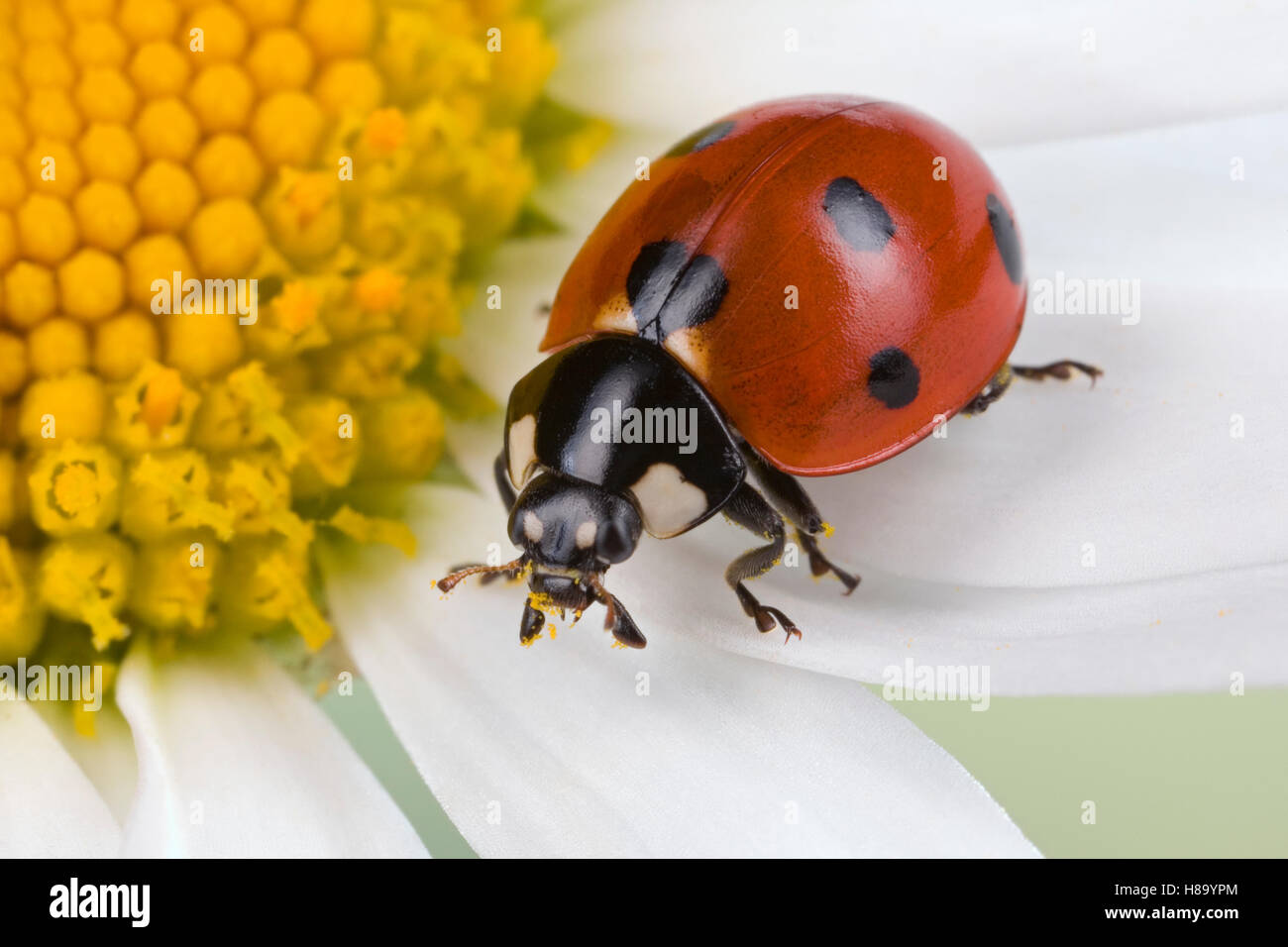 Ladybug (Coccinellidae) on flower, Germany Stock Photo - Alamy