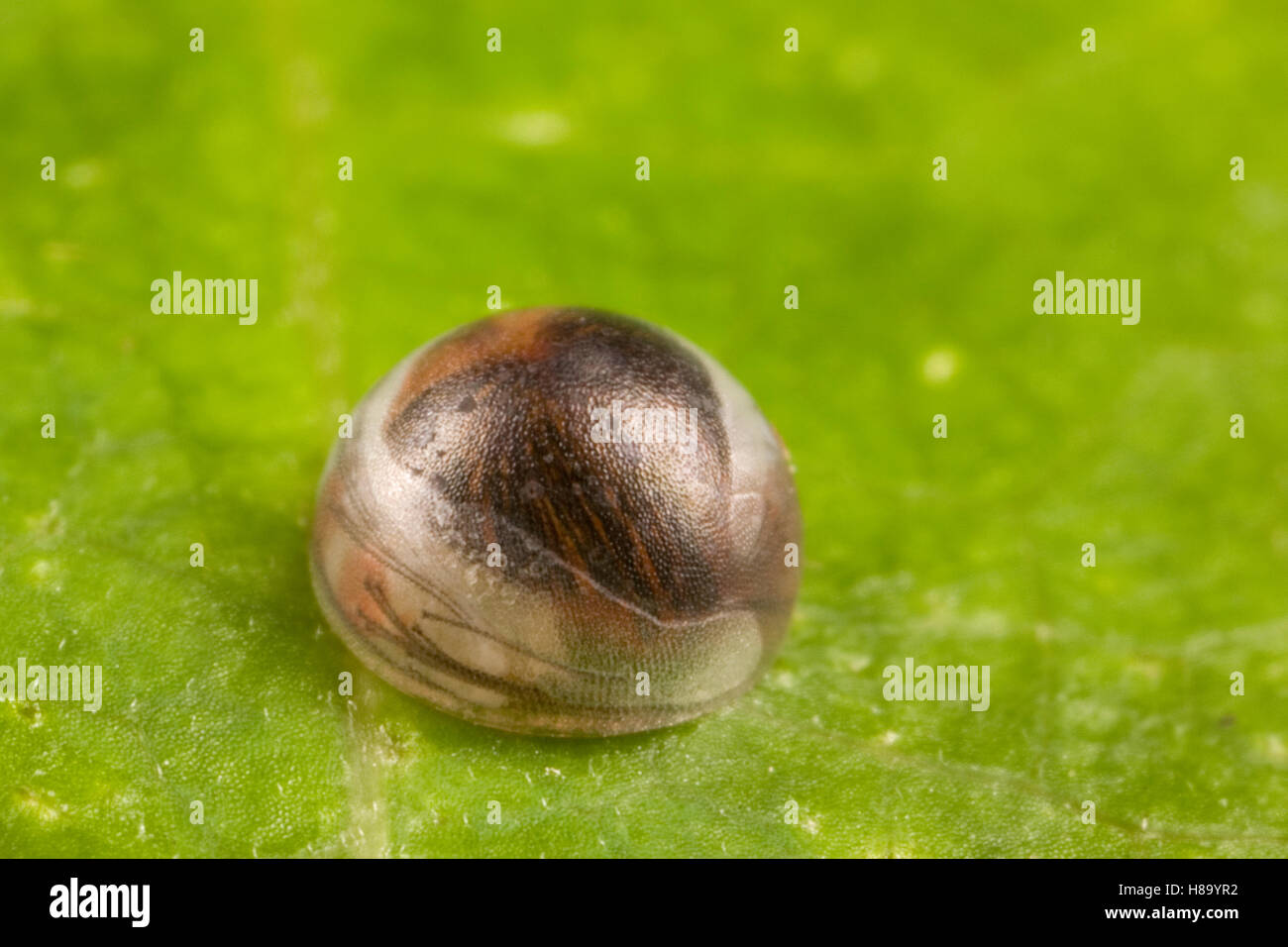 Blue Morpho (Morpho peleides) butterfly egg shortly before hatching ...