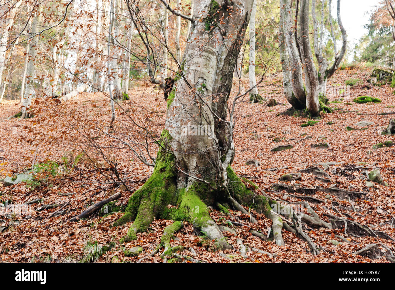 Tree covered on moss at autumn forest on mountains Stock Photo - Alamy