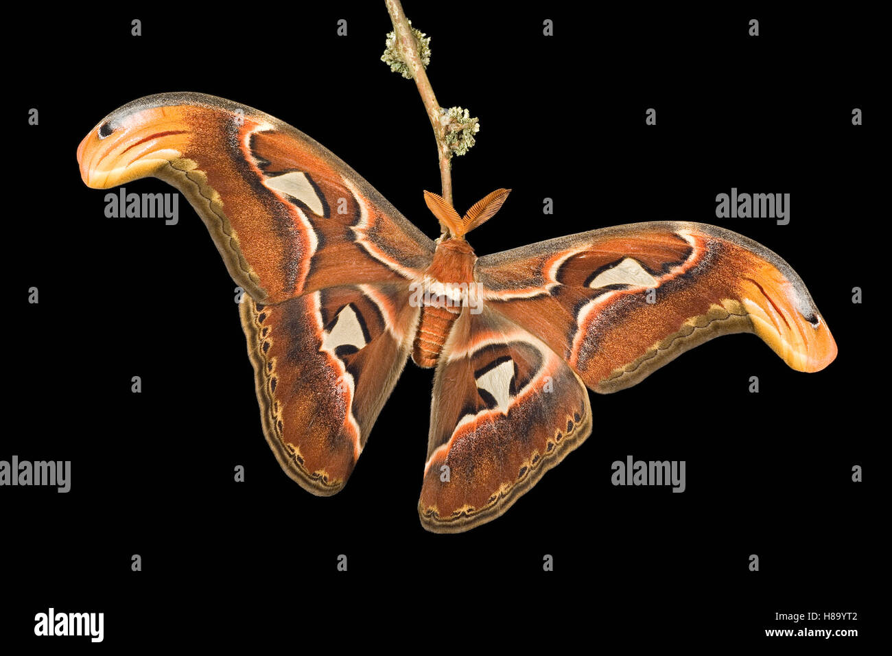 Atlas Moth (Attacus atlas), wing tips mimick a snake's head which ...