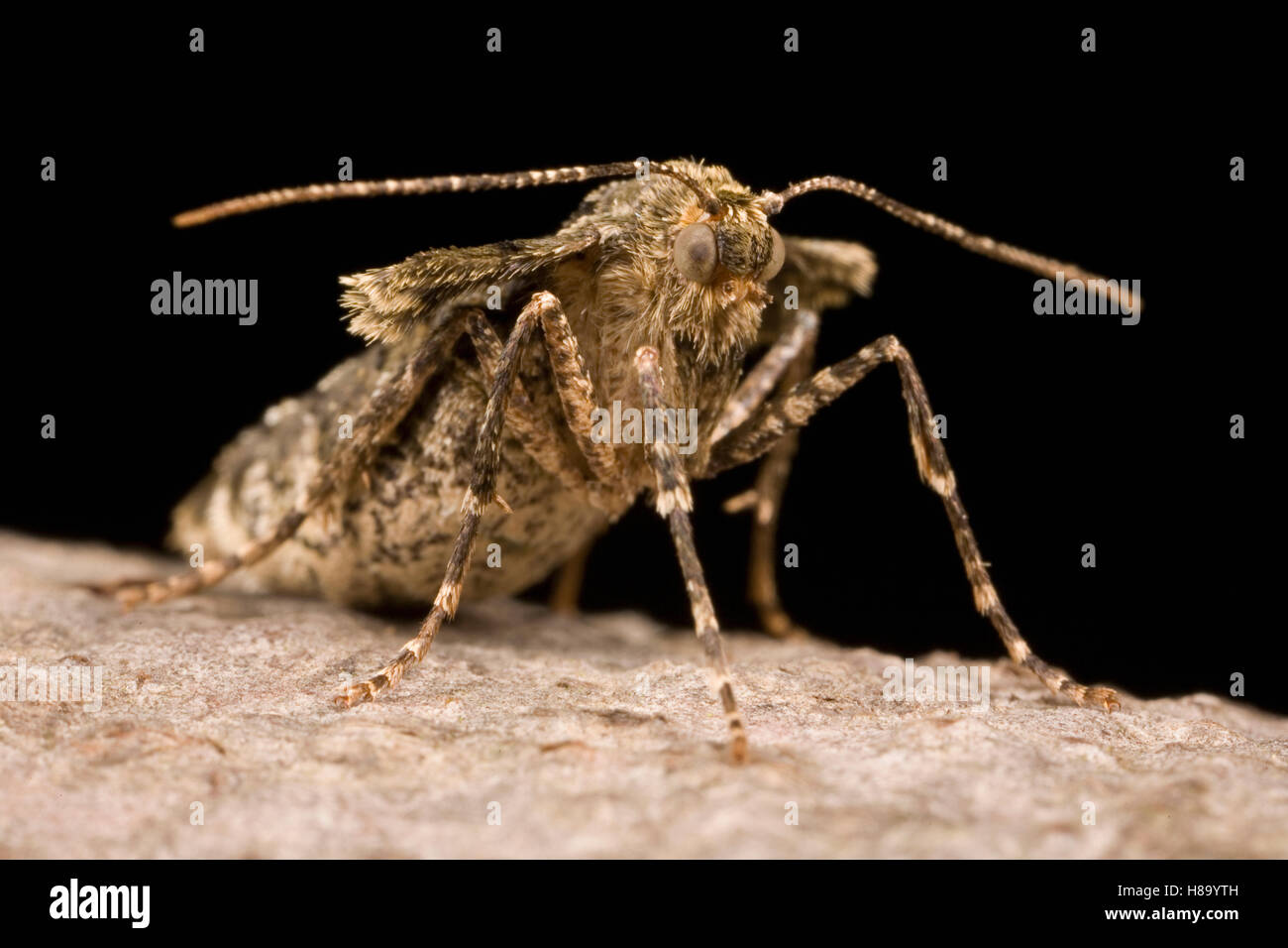 Winter Moth (Operophtera brumata), Europe Stock Photo - Alamy