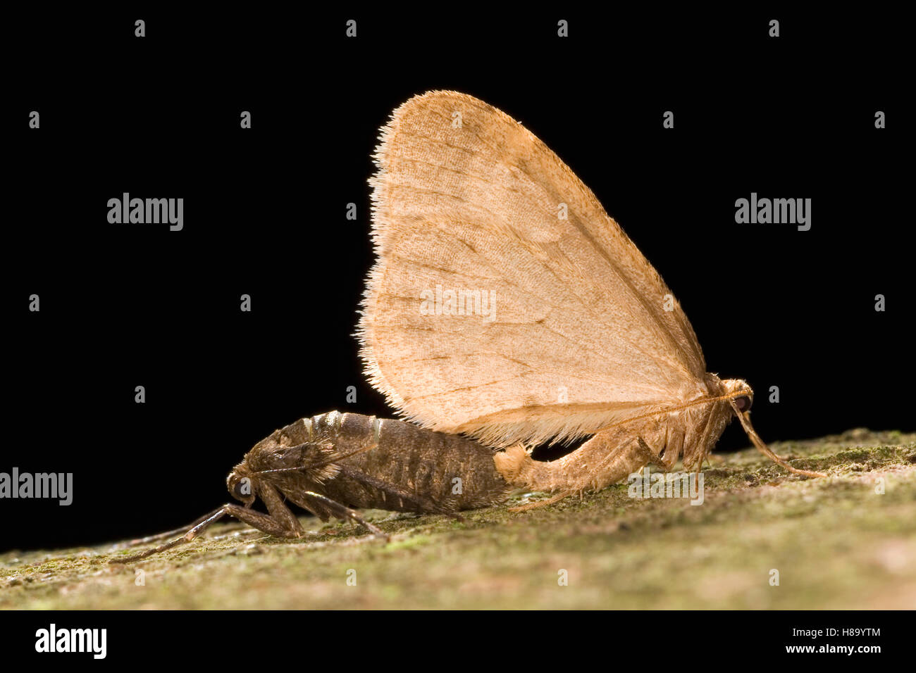 Winter Moth (Operophtera brumata) emerging from pupa, Europe Stock ...