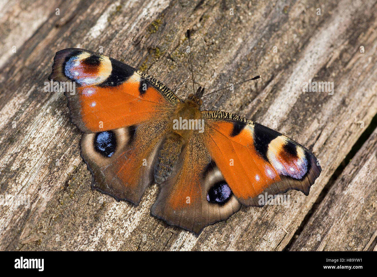 Peacock Butterfly (Inachis io), displaying false eyespots, Europe Stock ...