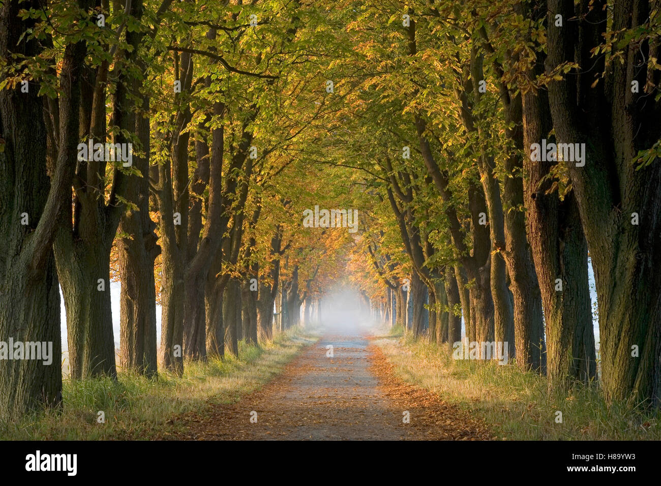 Tree-lined road with fall colored trees, Europe Stock Photo - Alamy