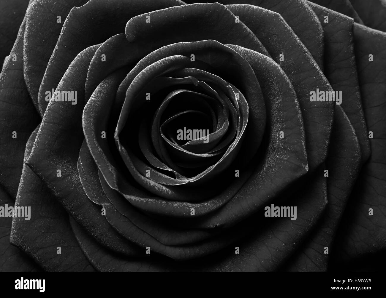 Black rose flower background Stock Photo - Alamy